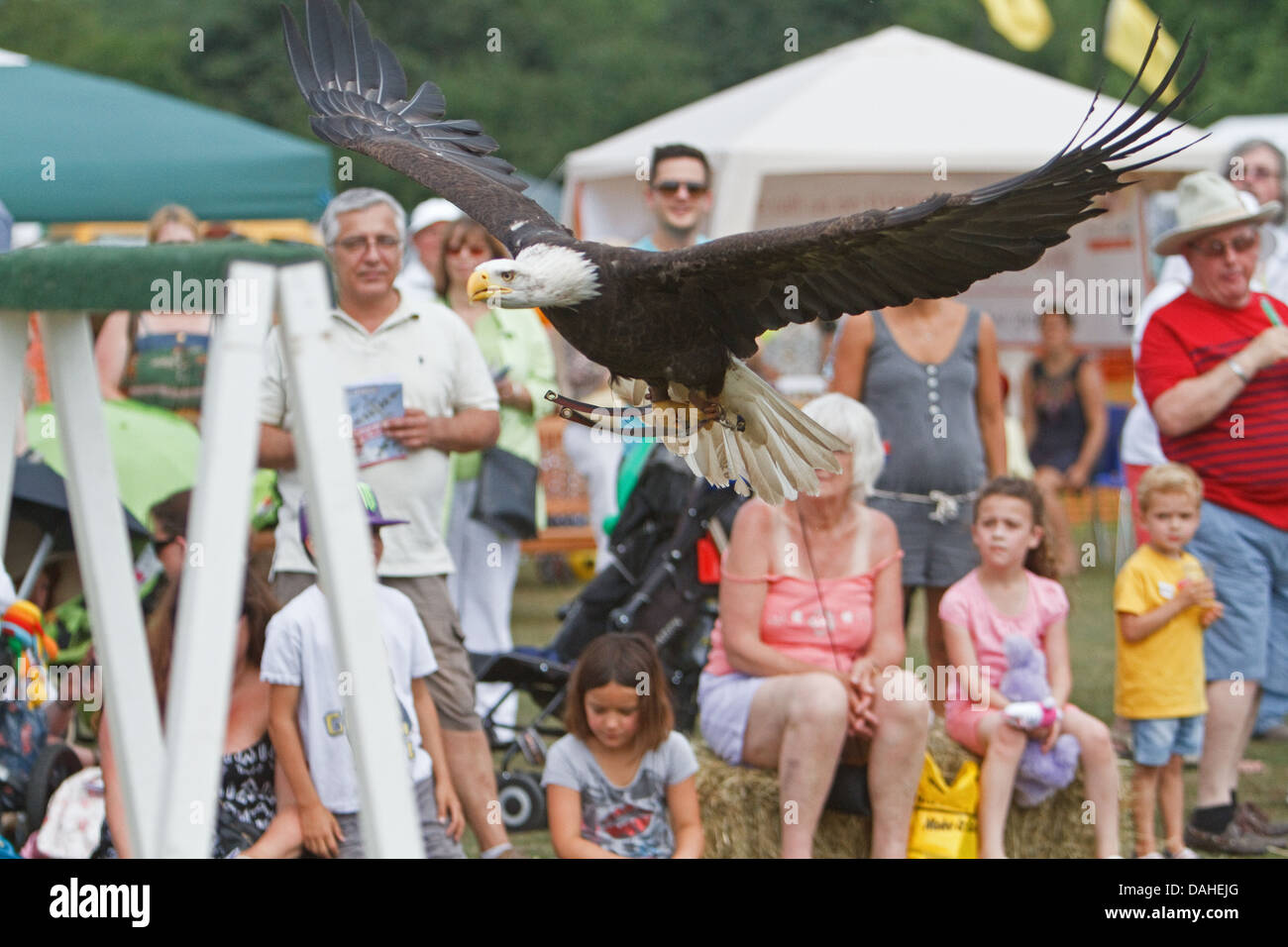 A Bald headed eagle on display at Chelsfield Village fete in Kent UK ...