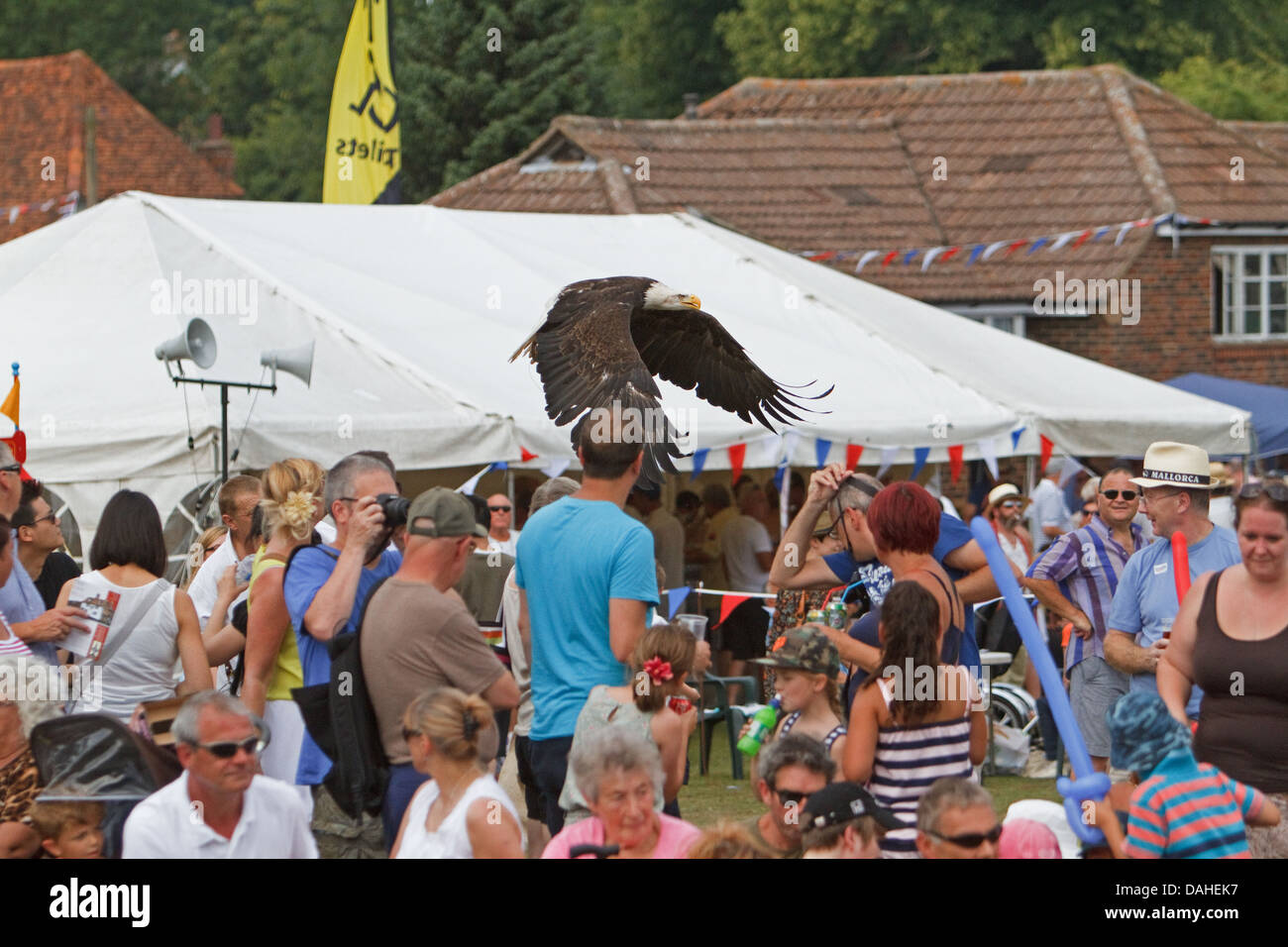 A Bald Headed Eagle at Chelsfield Fete in Kent Stock Photo - Alamy