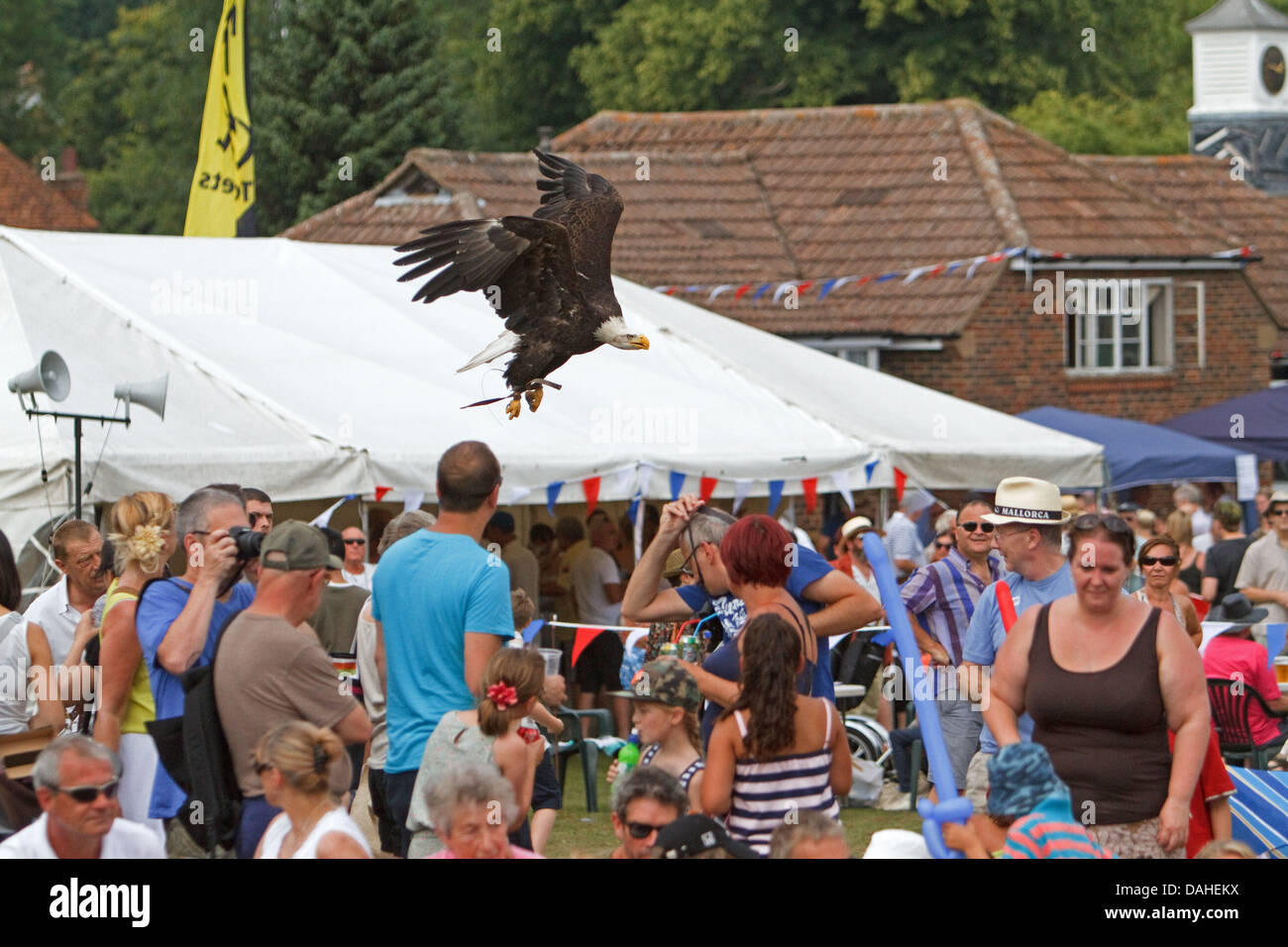 A Bald headed eagle on display at Chelsfield Village fete in Kent UK ...