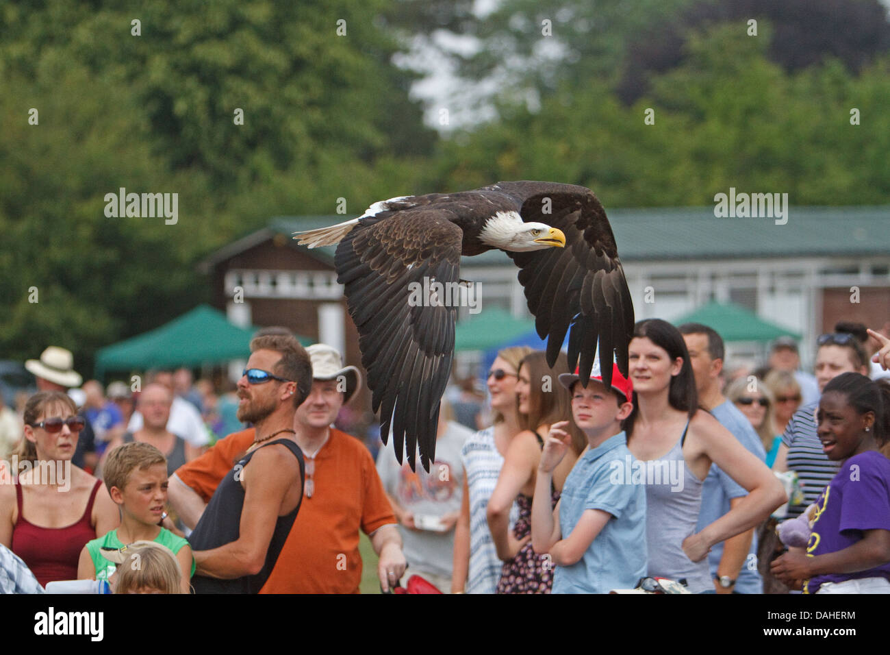 A Bald headed eagle on display at Chelsfield Village fete in Kent UK ...