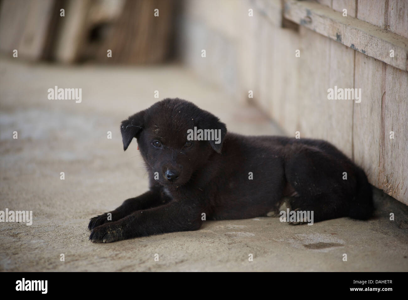 Vietnam bac ha dog in hi-res stock photography and images - Alamy