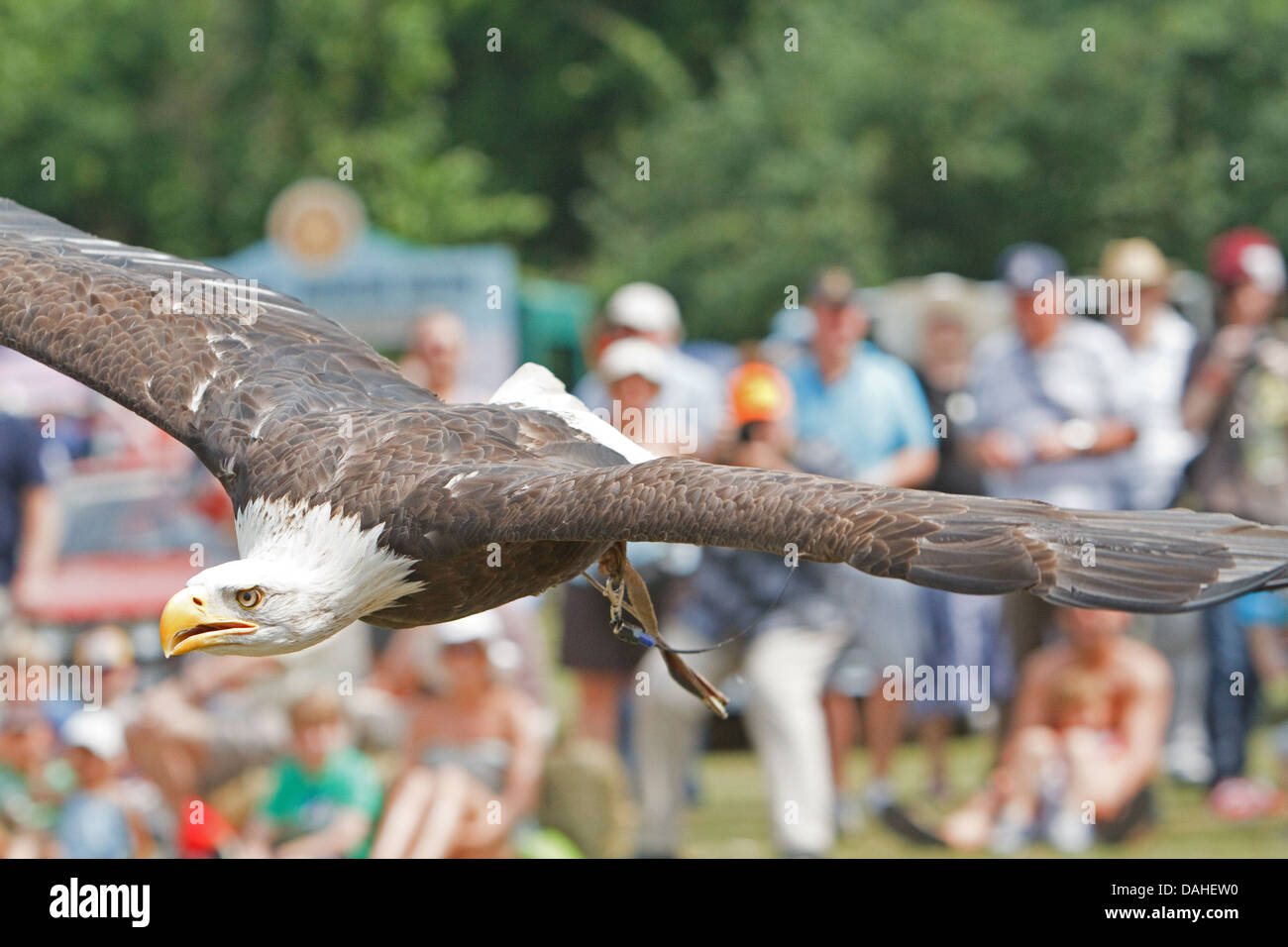 A Bald Headed Eagle at Chelsfield Fete in Kent Stock Photo - Alamy
