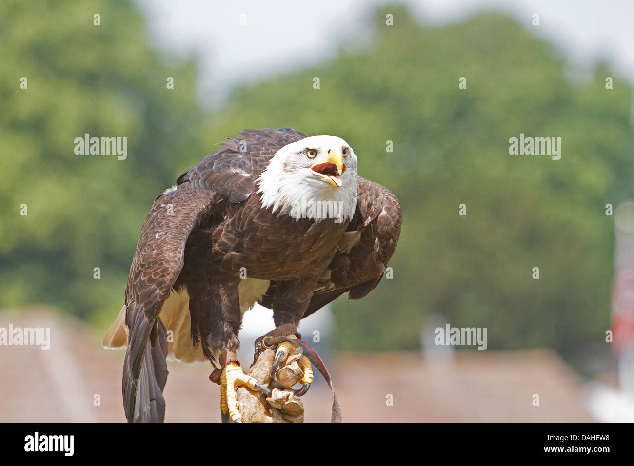 A Bald Headed Eagle at Chelsfield Fete in Kent Stock Photo - Alamy