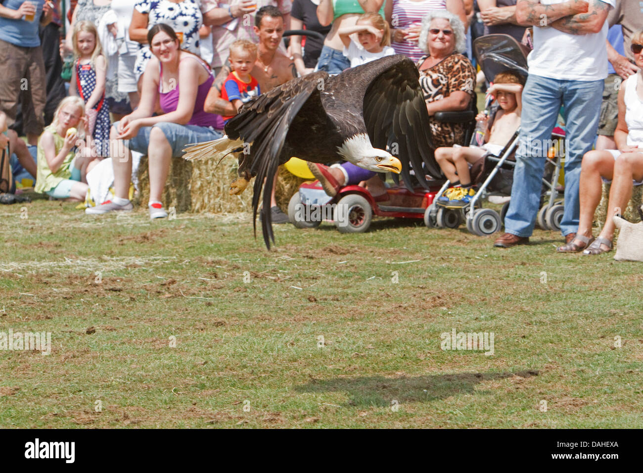 A Bald headed eagle on display at Chelsfield Village fete in Kent UK ...