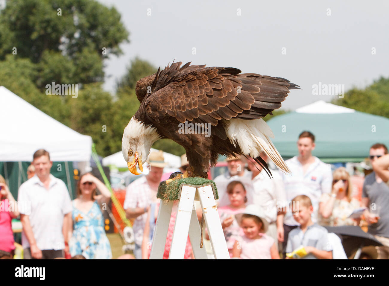 A Bald Headed Eagle at Chelsfield Fete in Kent Stock Photo - Alamy