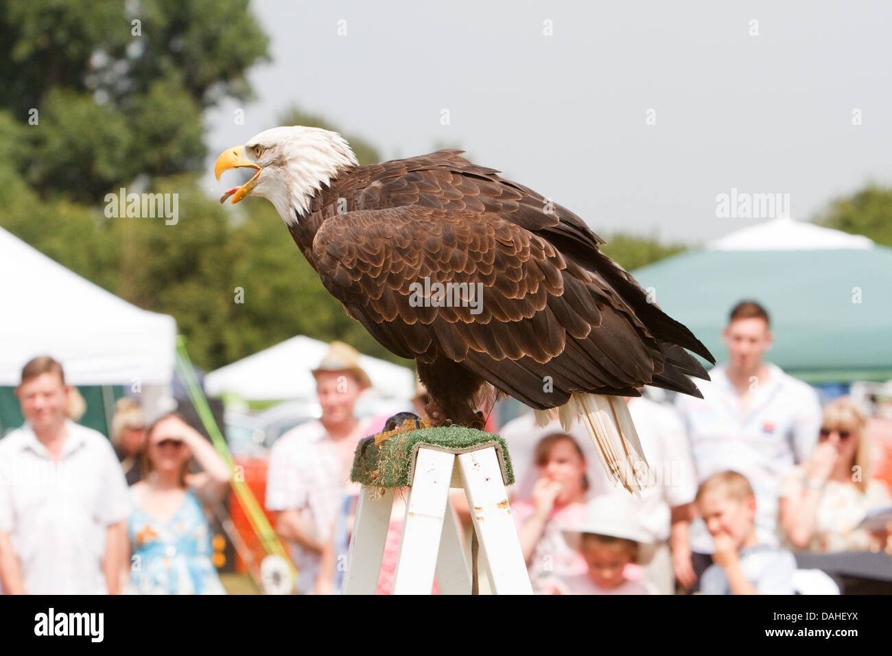 A Bald Headed Eagle at Chelsfield Fete in Kent Stock Photo - Alamy