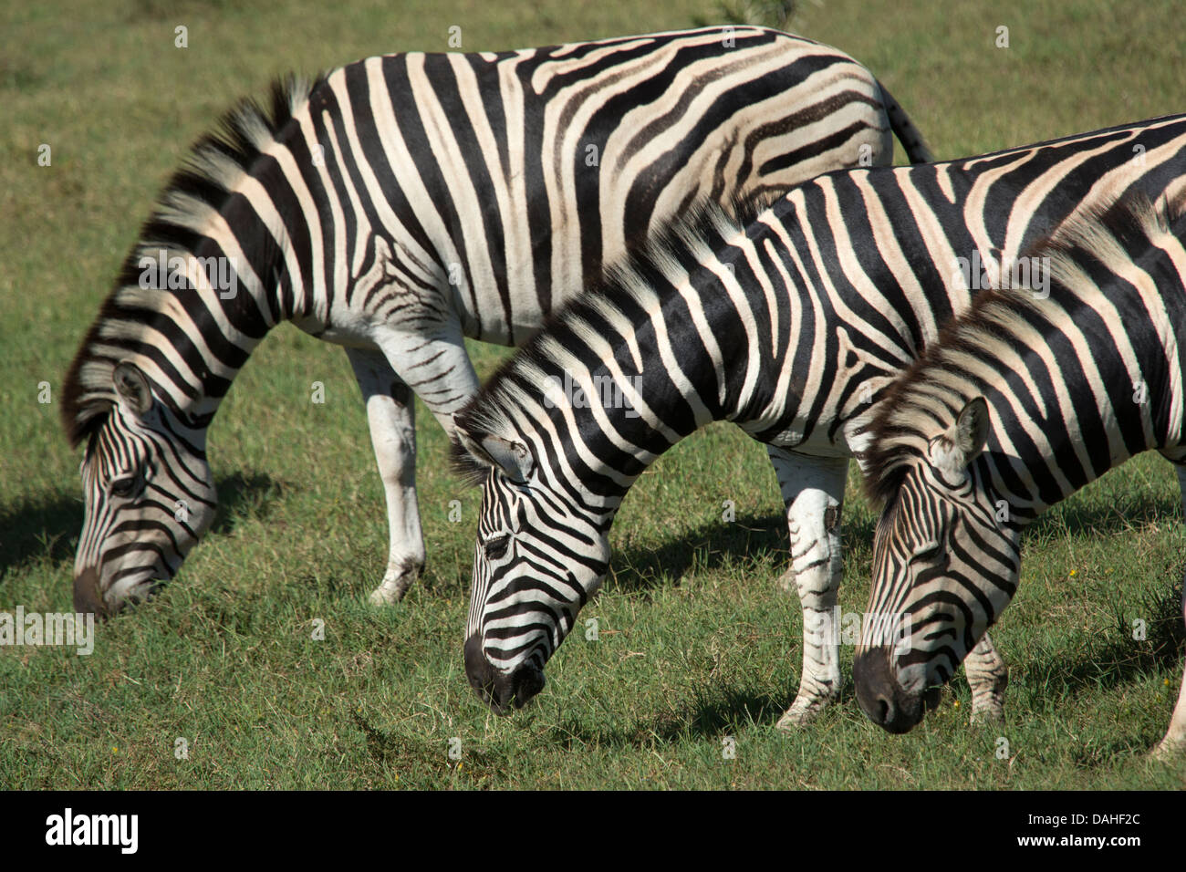 Three zebras feeding hi-res stock photography and images - Alamy