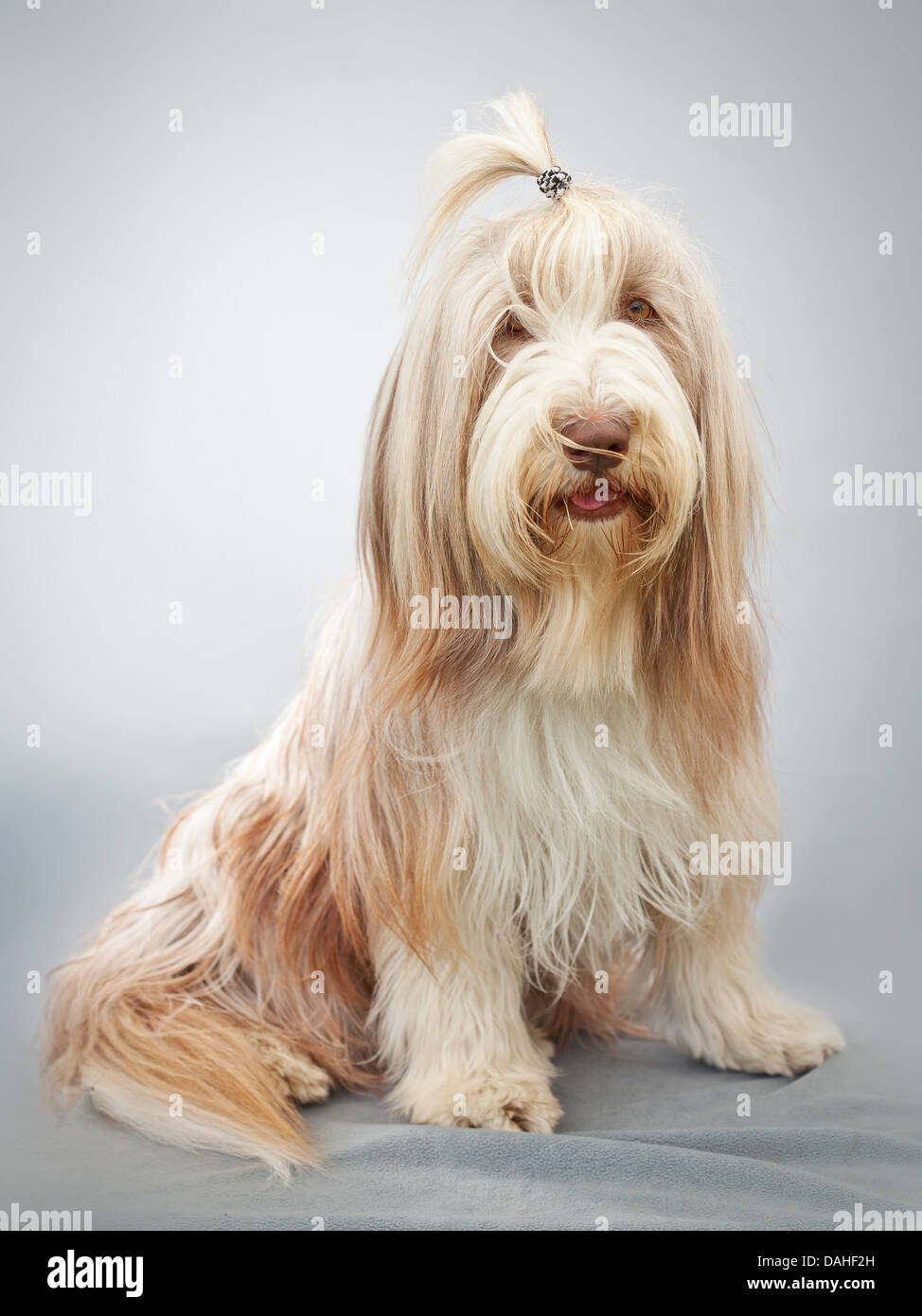 Grey white bearded collie sitting hi-res stock photography and images ...