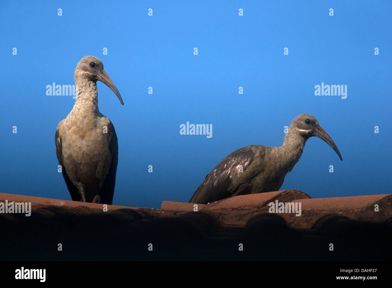 Male and female hadada ibis hi-res stock photography and images - Alamy