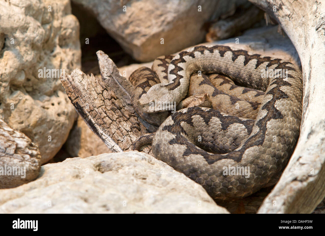 Long nosed viper hi-res stock photography and images - Alamy