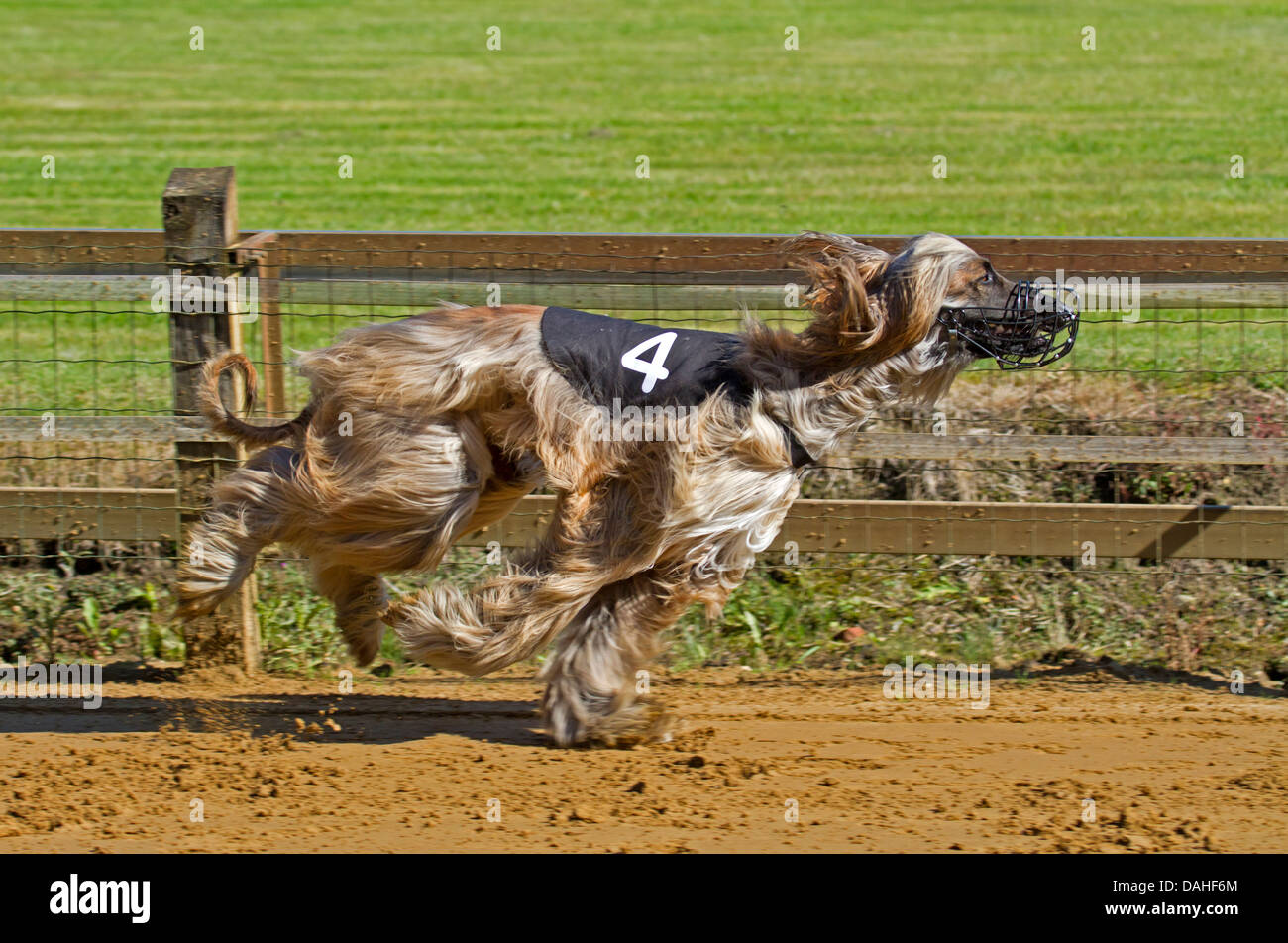 Afghan hound racing hi-res stock photography and images - Alamy