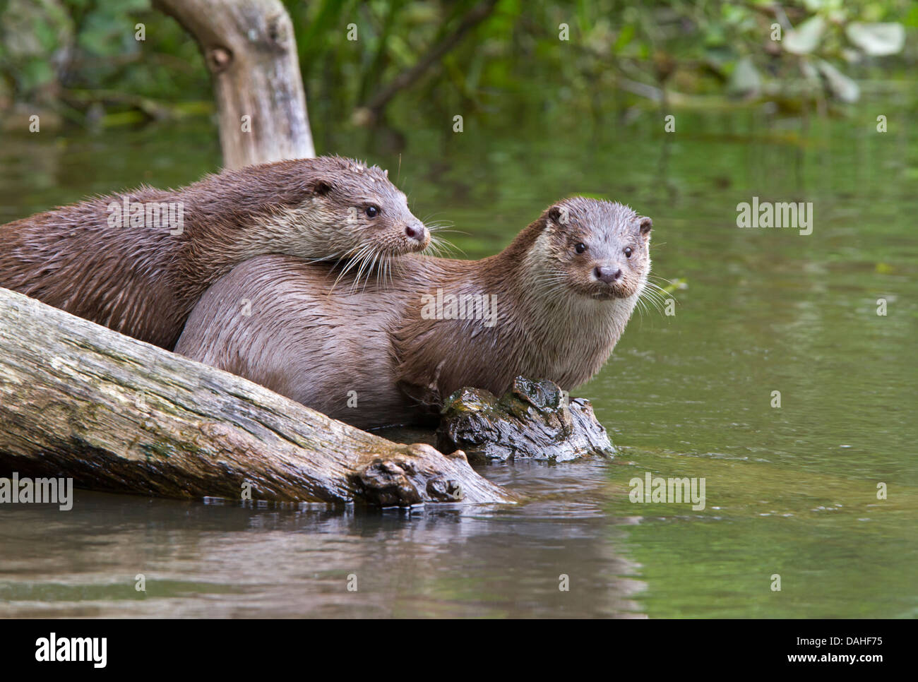 European otter / Lutra lutra Stock Photo - Alamy