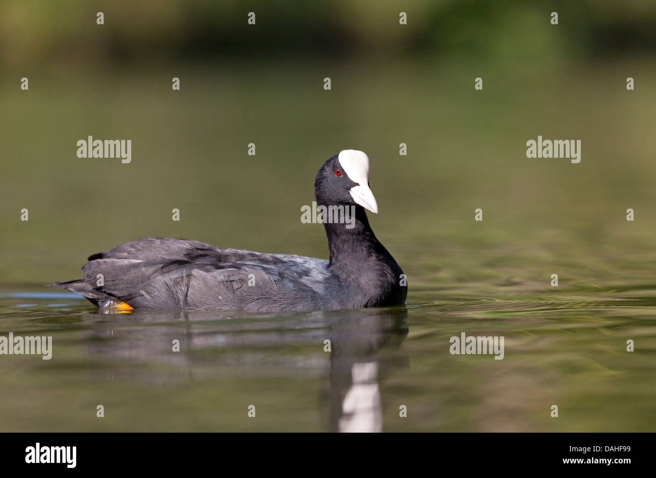 Eurasian Coot / Fulica atra Stock Photo - Alamy