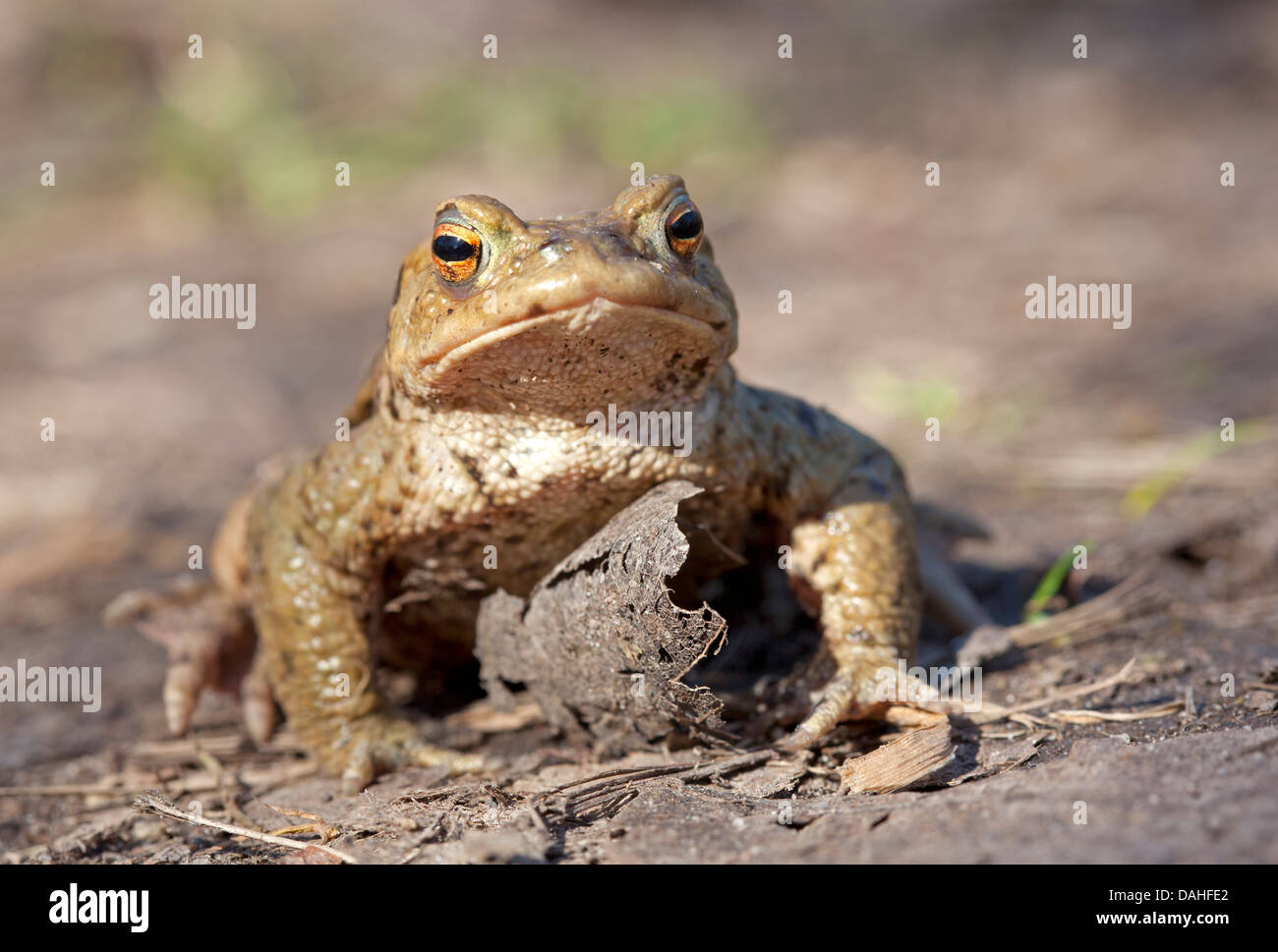 Amphibian migration hi-res stock photography and images - Alamy