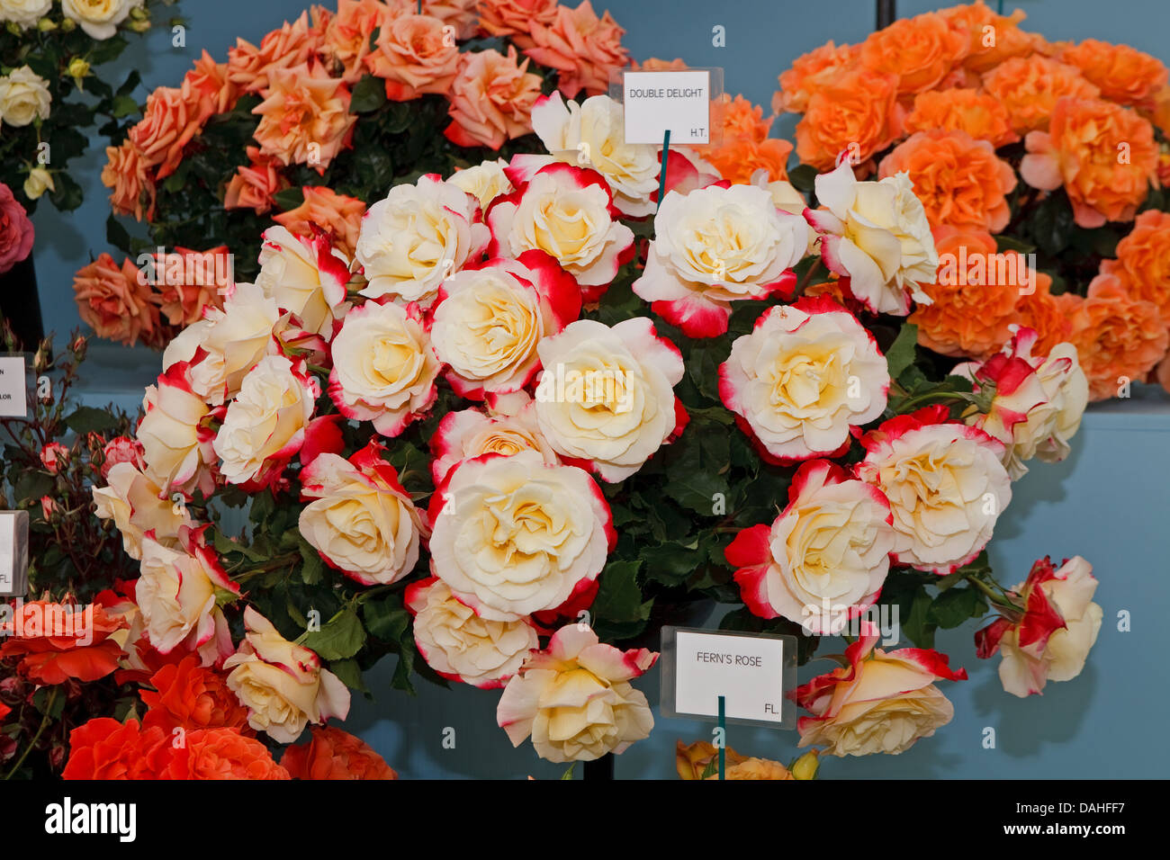 Roses on display at the RHS Hampton Court Palace flower show 2013 Stock ...