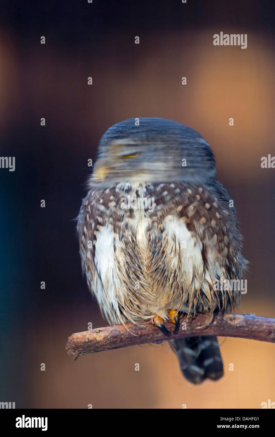 Pygmy owl / Glaucidium passerinum Stock Photo - Alamy