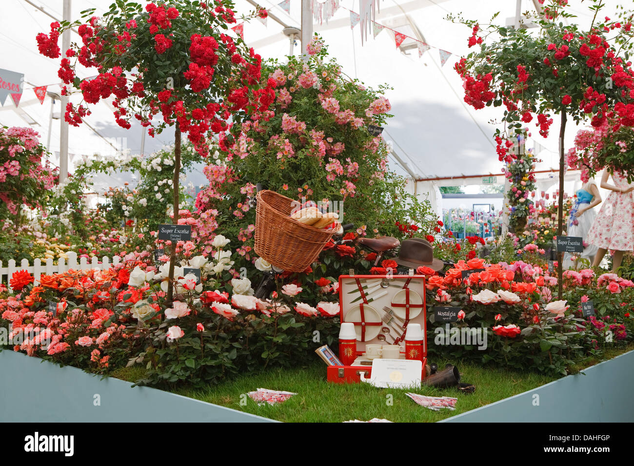 English Roses on display at RHS Hampton Court Palace Flower show 2013 ...