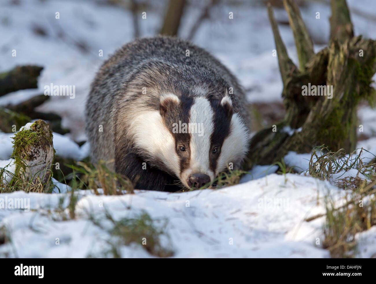 European badger in snow (Meles meles Stock Photo - Alamy