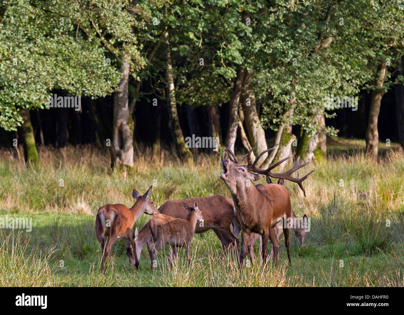 Ciervo cervido hi-res stock photography and images - Alamy