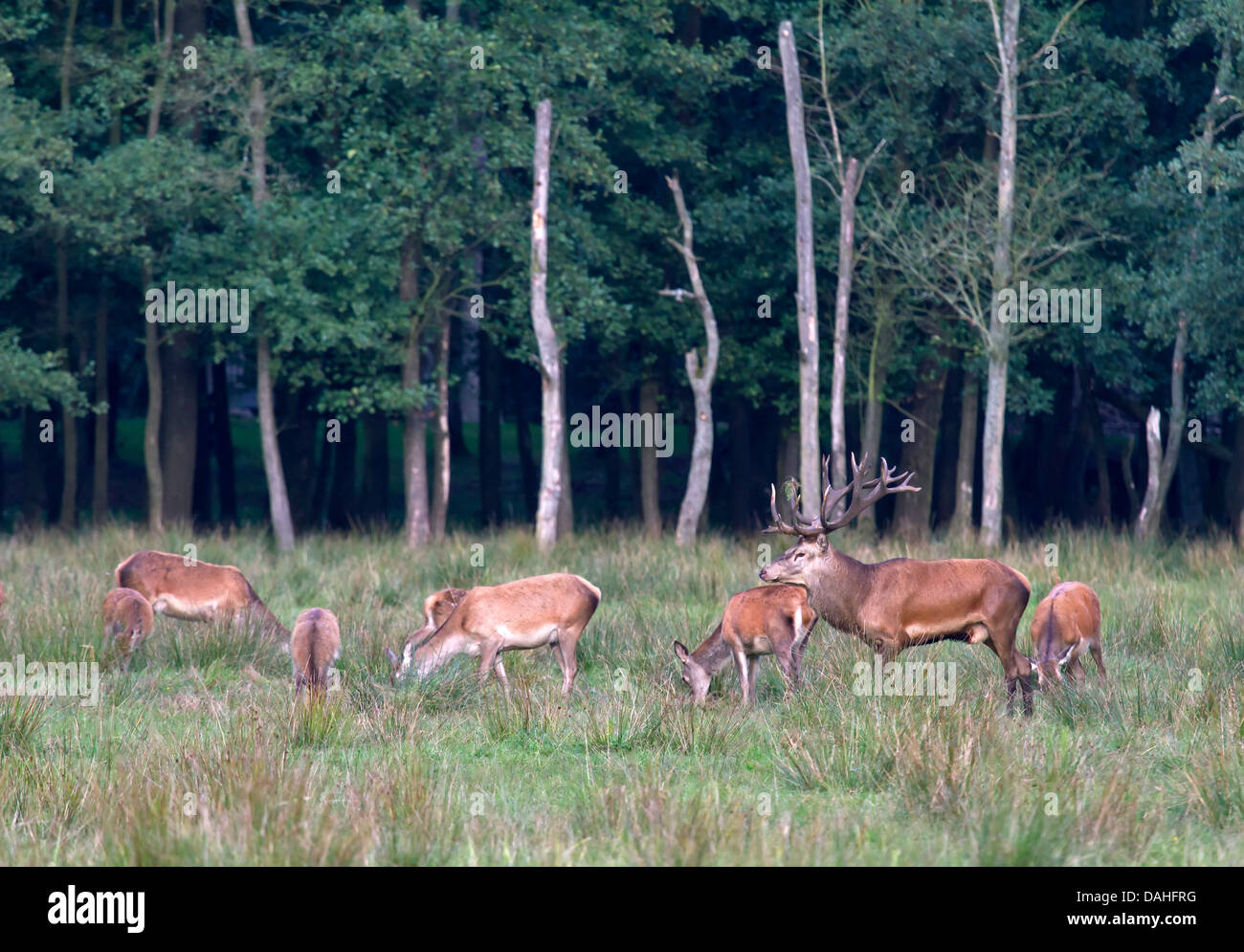 Red Deer / Cervus elaphus Stock Photo - Alamy