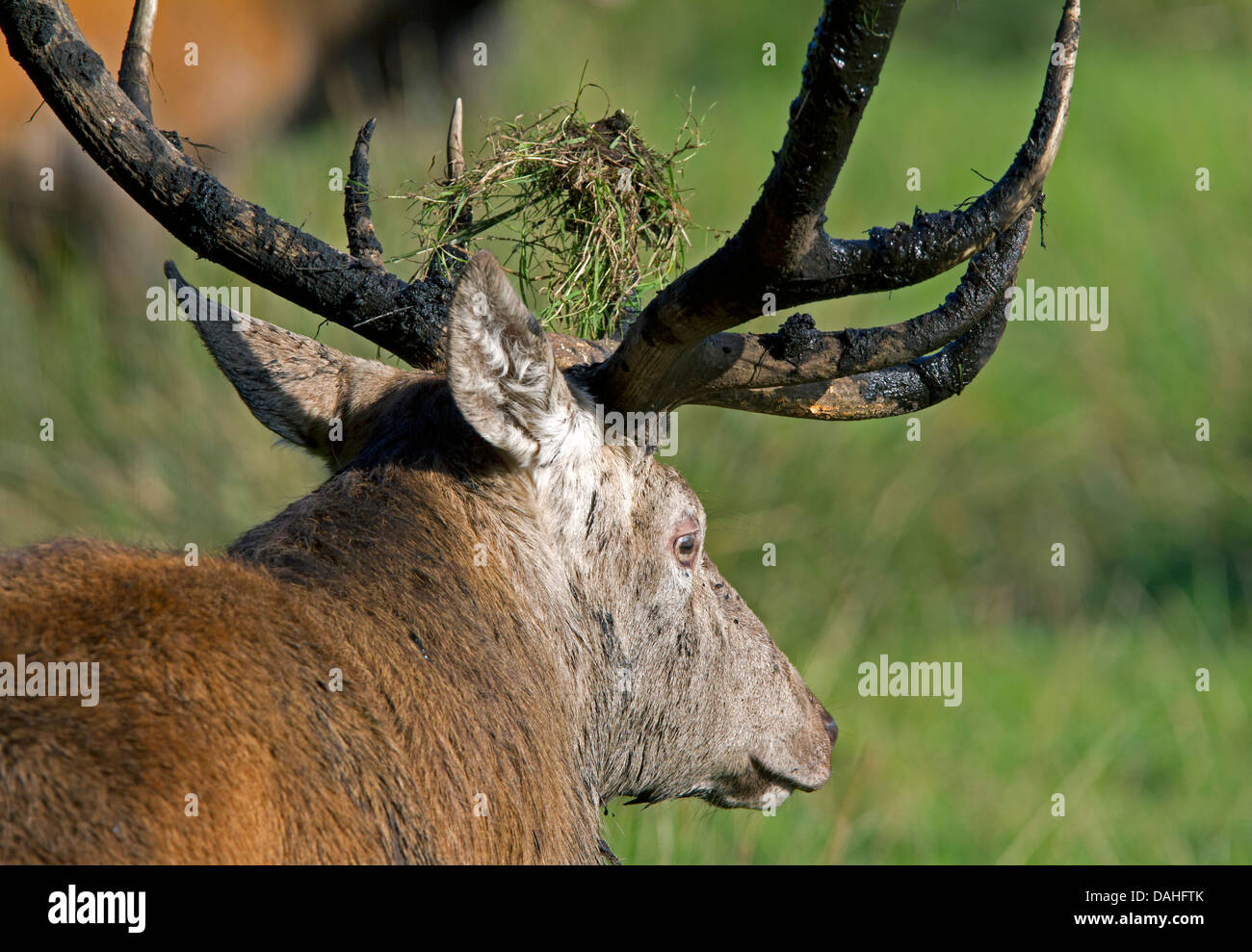 Ciervo cervido hi-res stock photography and images - Alamy