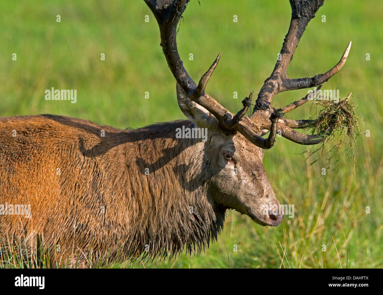 Red Deer / Cervus elaphus Stock Photo - Alamy