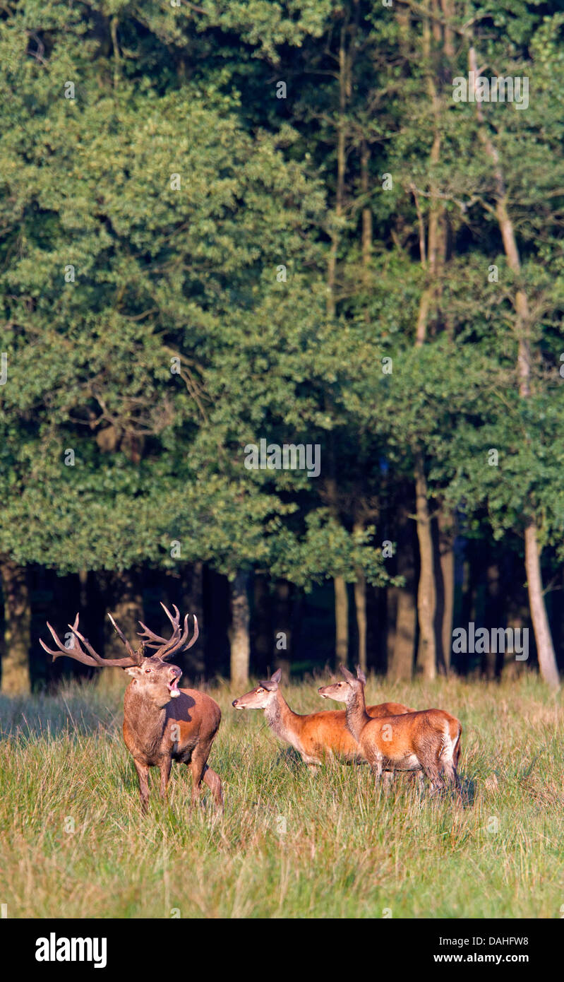 Red Deer / Cervus elaphus Stock Photo - Alamy
