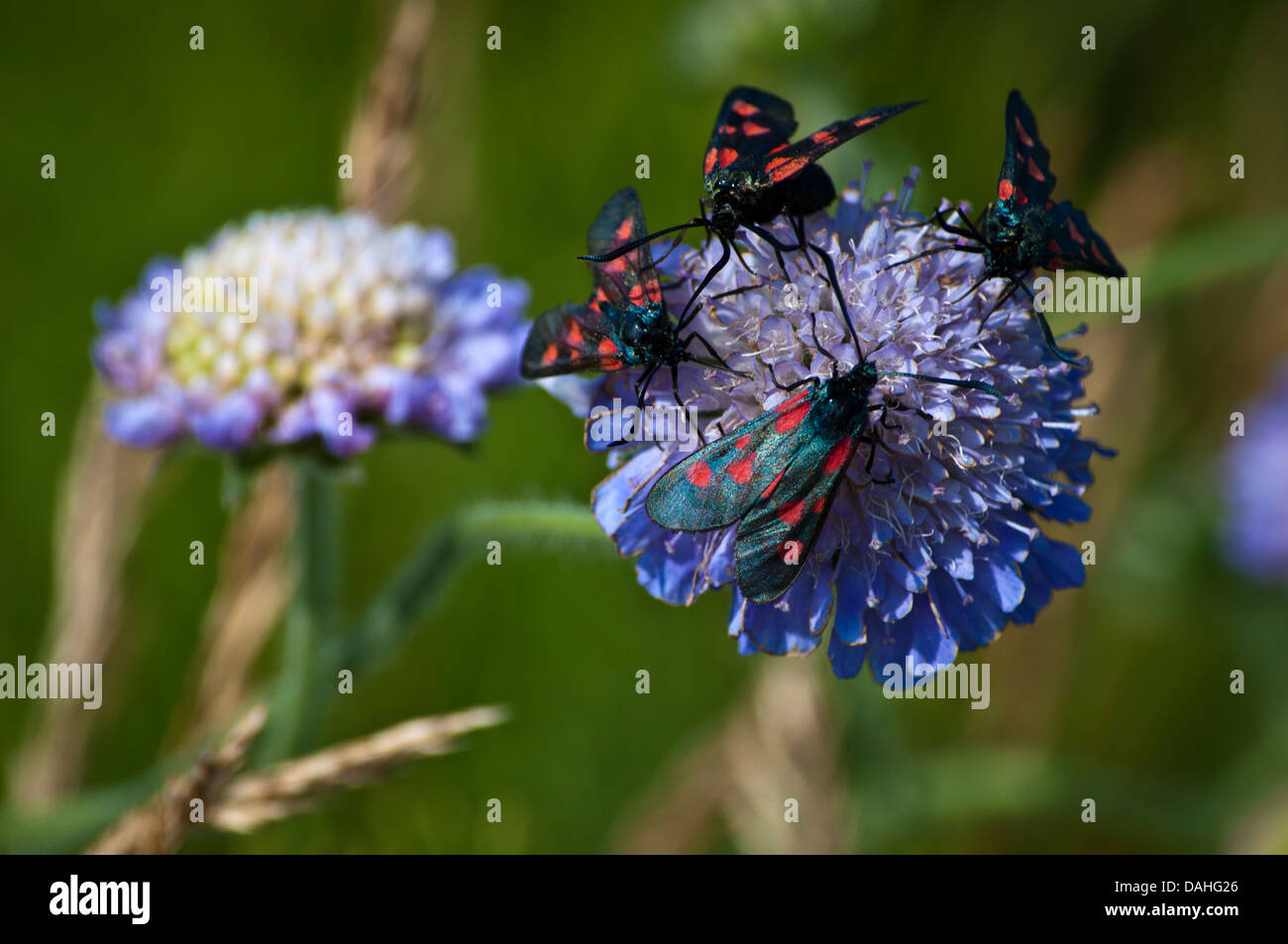Red moth hi-res stock photography and images - Alamy
