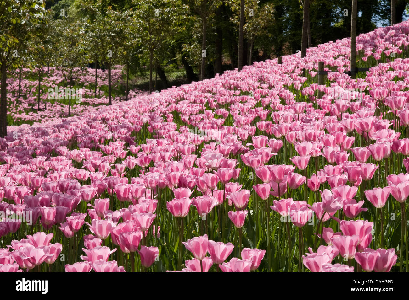 Tulip Field at Alnwick Castle Northumberland Stock Photo - Alamy