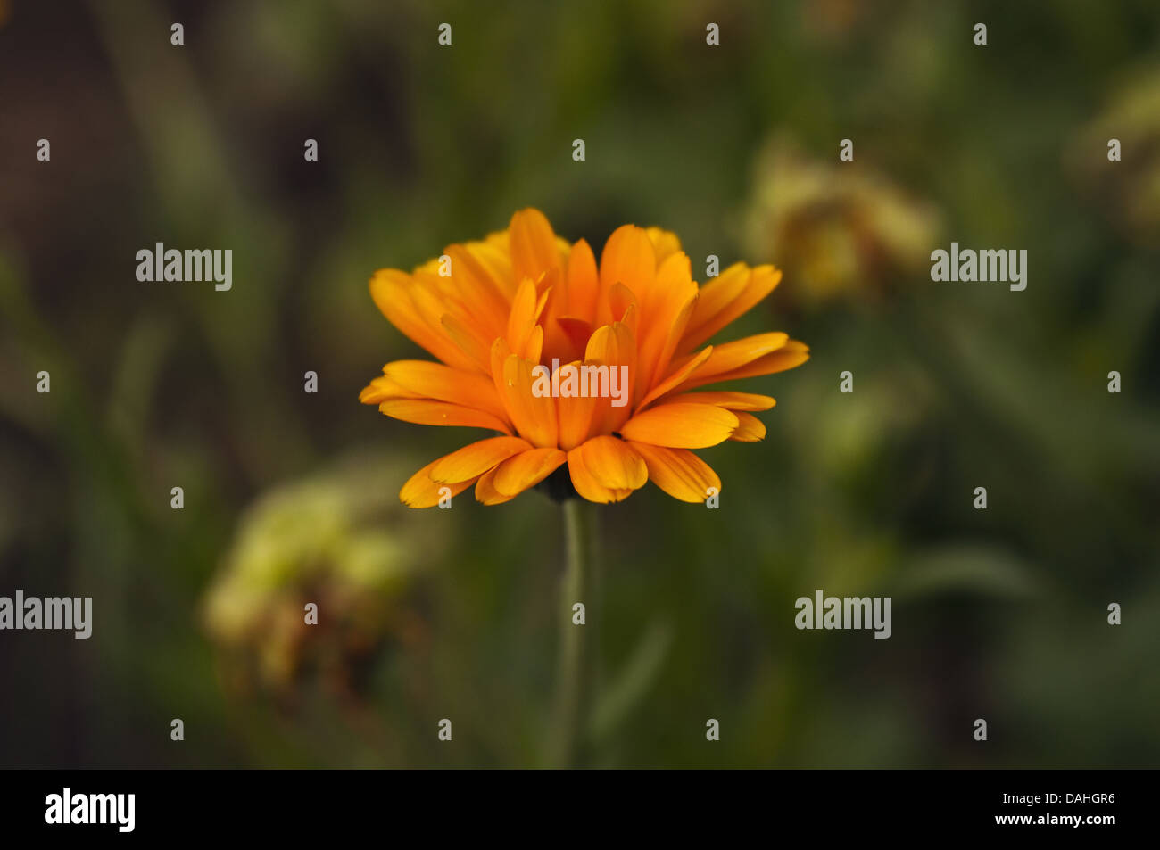 one orange marigold flower, photographed in the garden Stock Photo - Alamy
