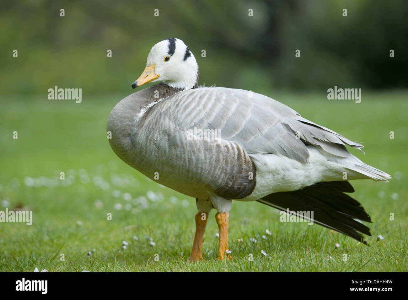 Anser indicus hi-res stock photography and images - Alamy