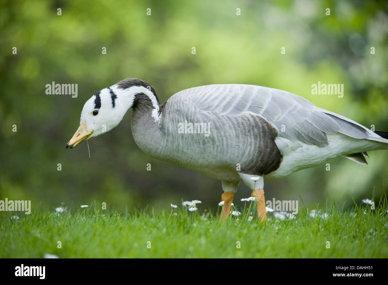 bar headed goose, anser indicus Stock Photo - Alamy