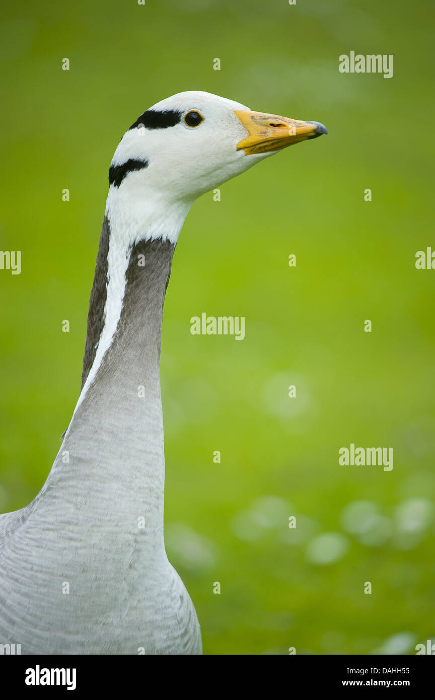 bar headed goose, anser indicus Stock Photo - Alamy
