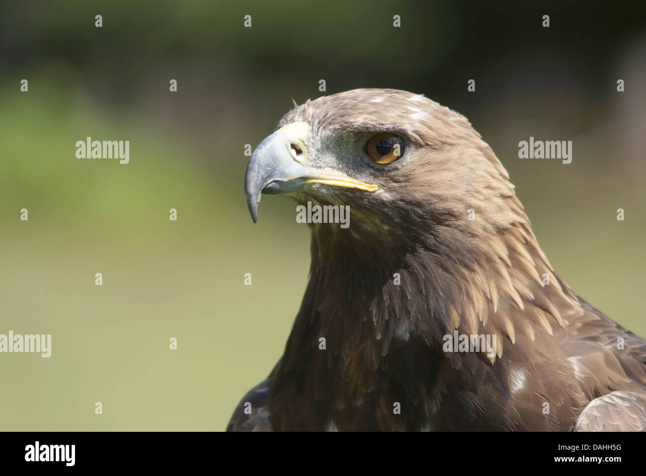 golden eagle, aquila chrysaetos Stock Photo - Alamy