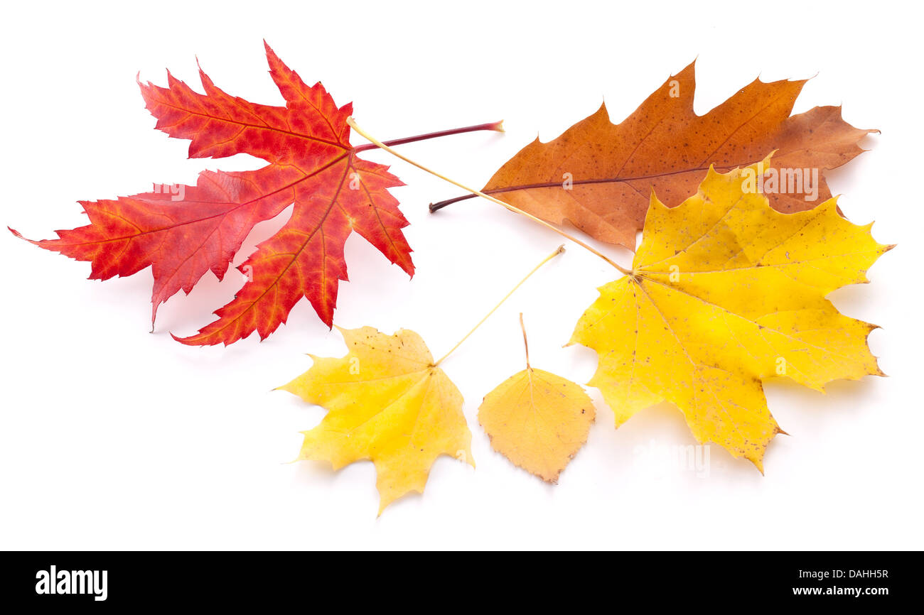 Foliage pattern background Cut Out Stock Images & Pictures - Alamy