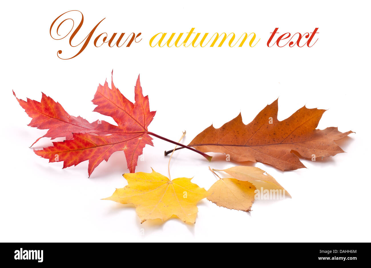 Autumn leaves on tree close Cut Out Stock Images & Pictures - Alamy