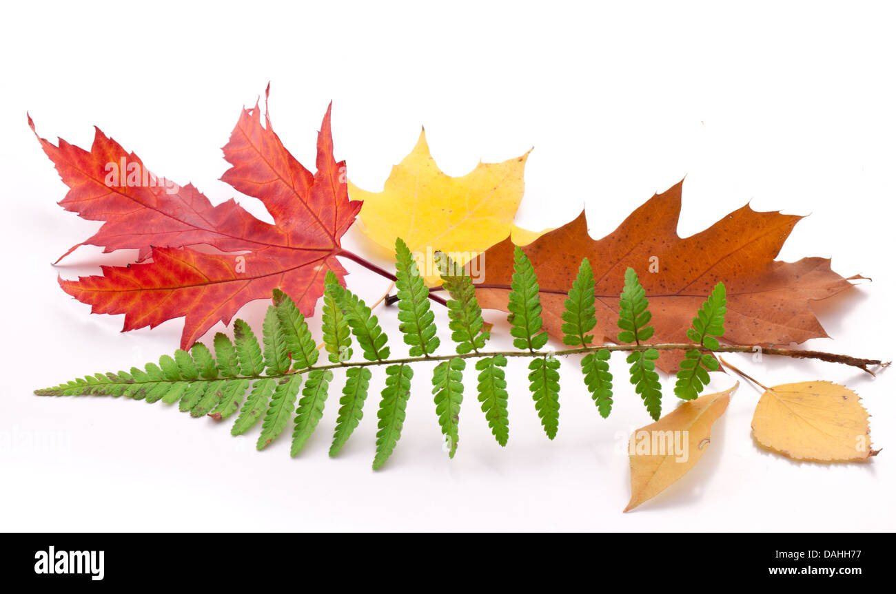 Autumn forest yellow foliage Cut Out Stock Images & Pictures - Alamy