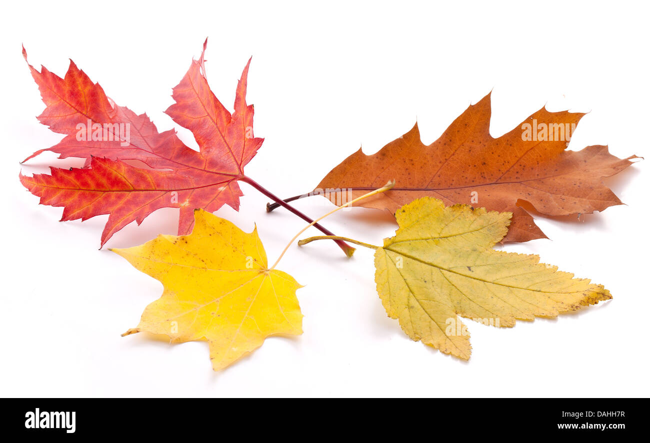 Autumn leaves on a white background Stock Photo - Alamy