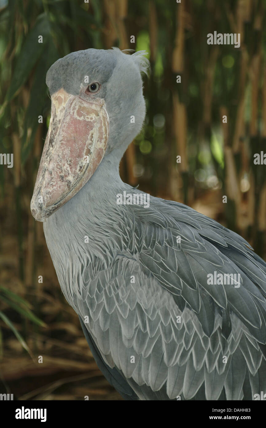 shoebill, balaeniceps rex Stock Photo - Alamy