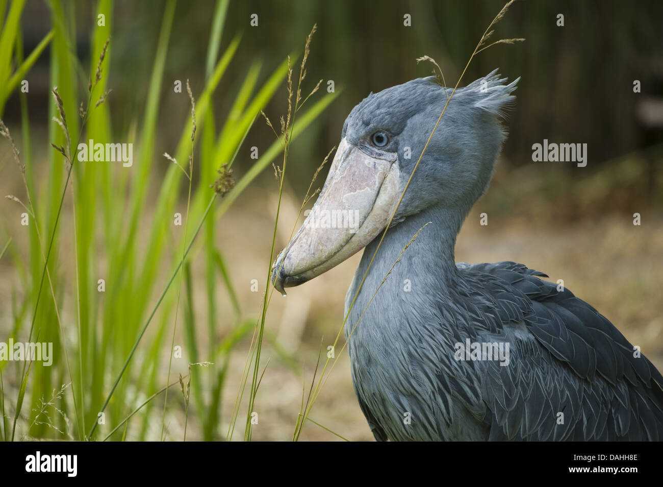 shoebill, balaeniceps rex Stock Photo - Alamy