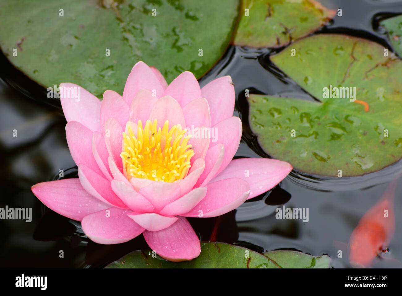 Macro of a lotus flower Stock Photo - Alamy