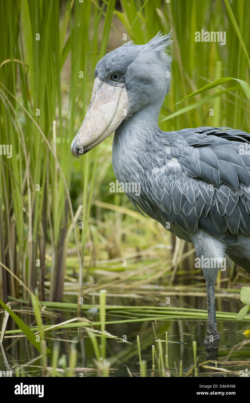 shoebill, balaeniceps rex Stock Photo - Alamy