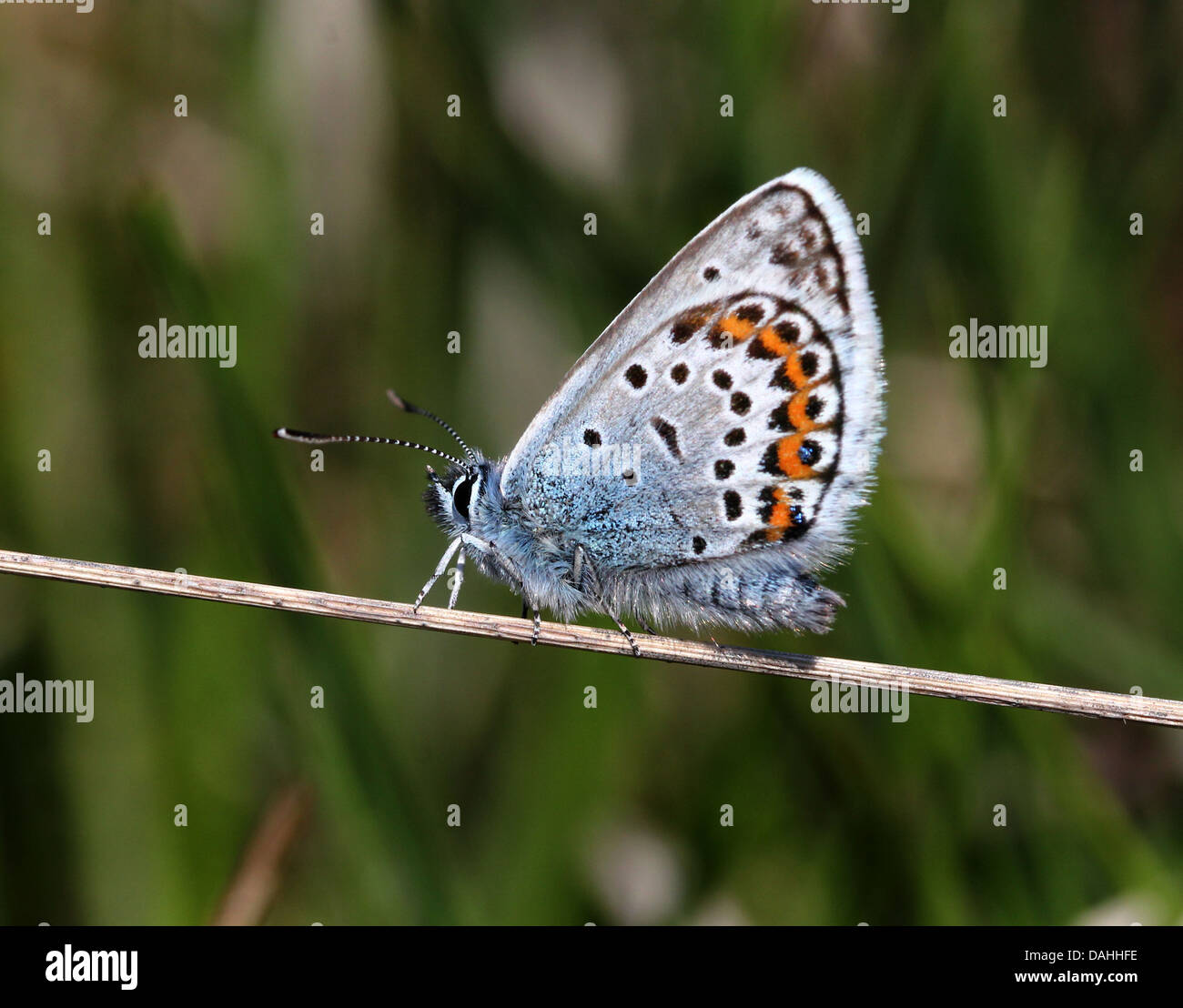 Male European Silver studded Blue butterfly (Plebejus argus Stock Photo ...