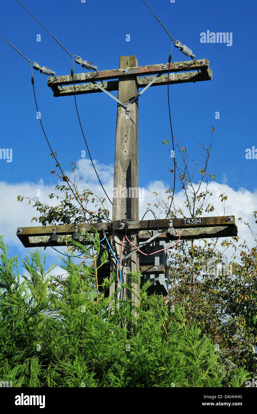 Utility pole standing above trees Stock Photo - Alamy
