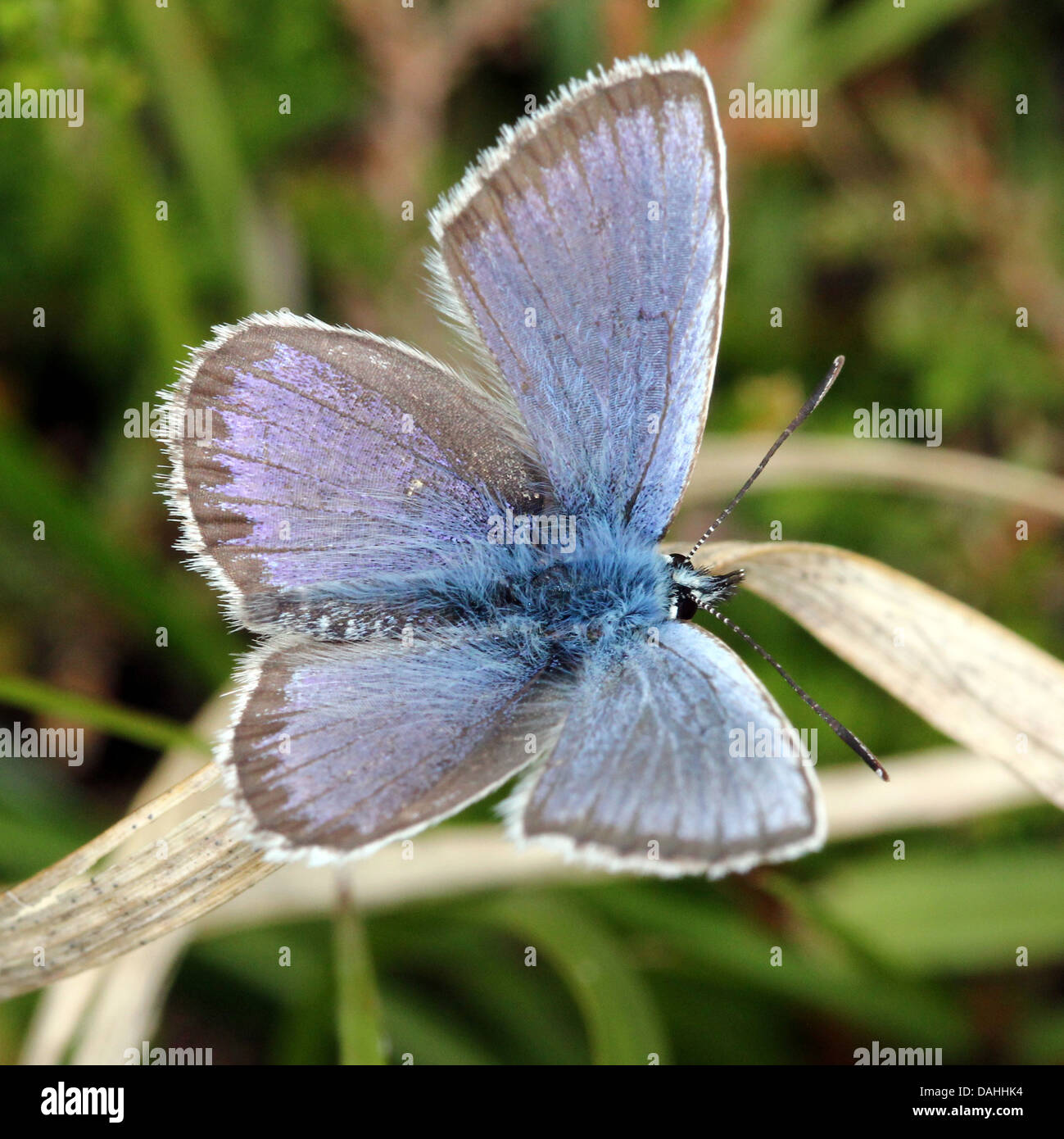 Male European Silver studded Blue butterfly (Plebejus argus Stock Photo ...