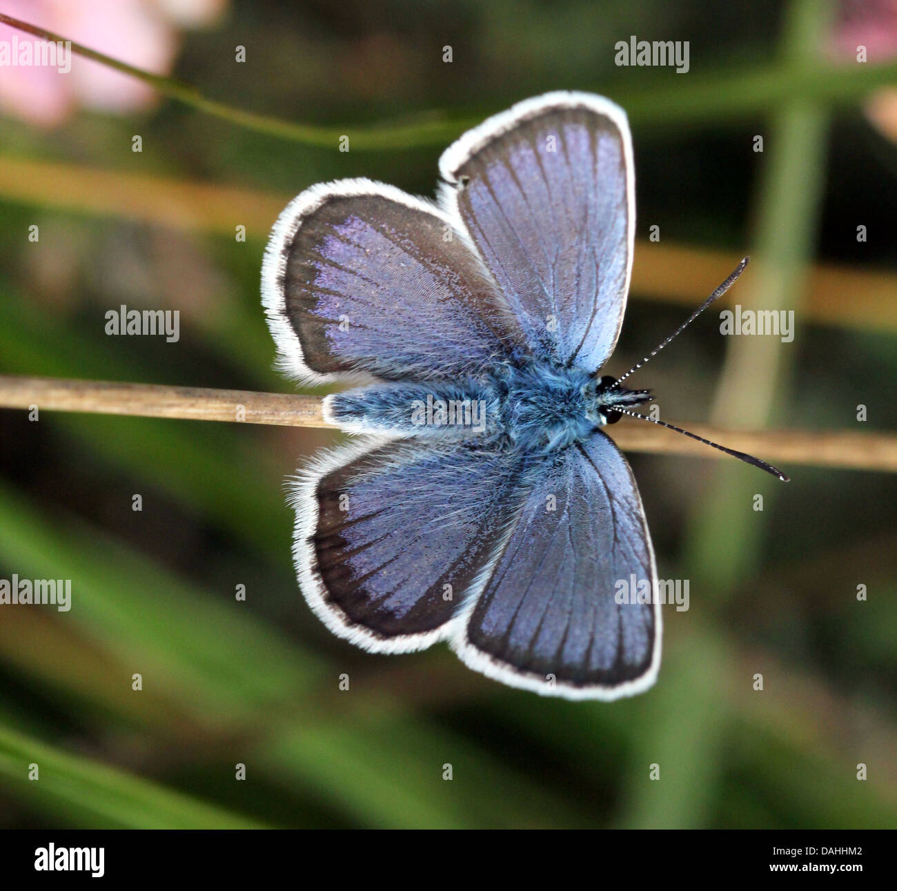 Male European Silver studded Blue butterfly (Plebejus argus Stock Photo ...