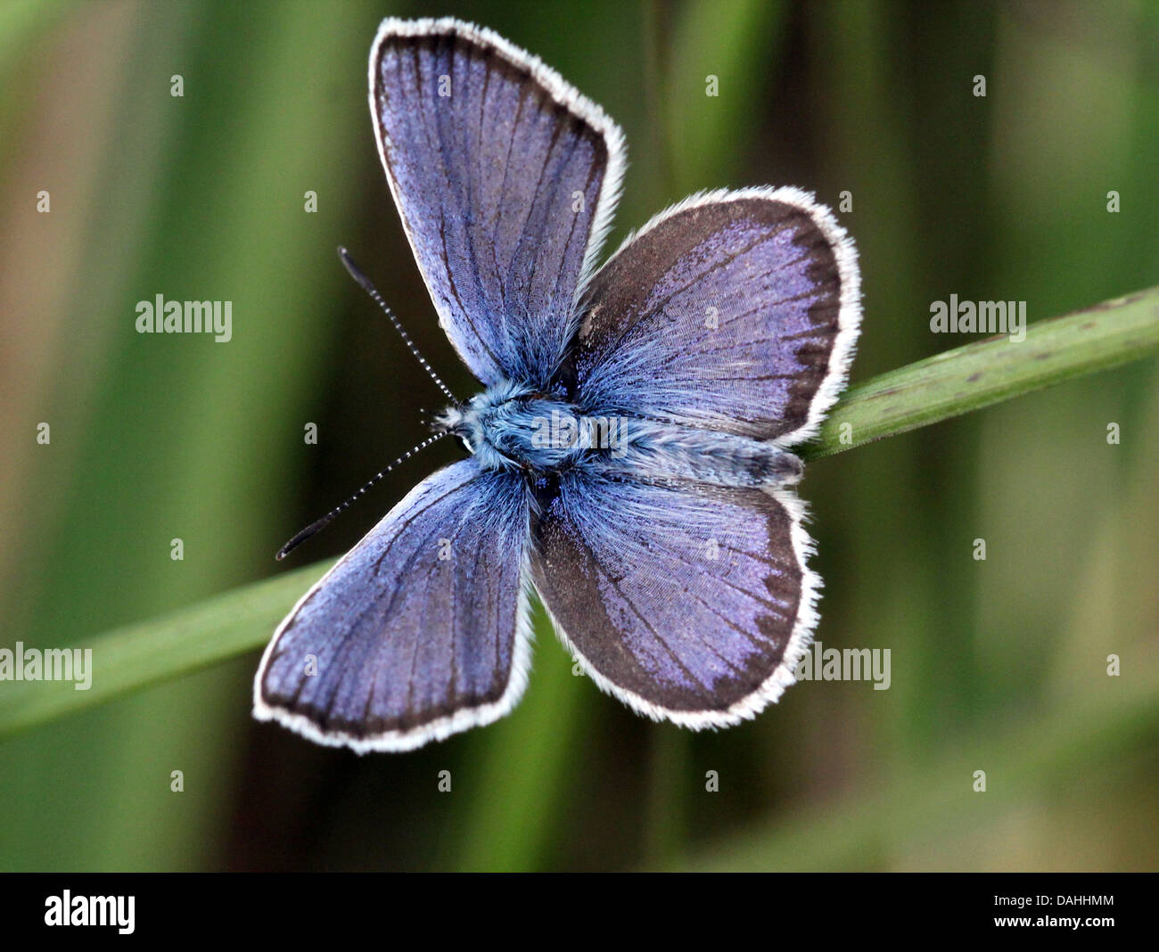 Silver studded blue butterfly hi-res stock photography and images - Alamy