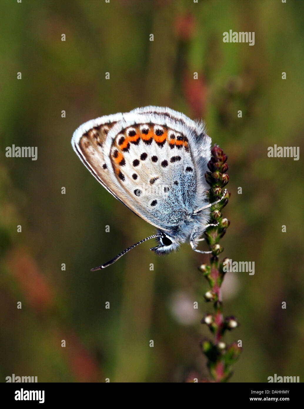 Male European Silver studded Blue butterfly (Plebejus argus Stock Photo ...