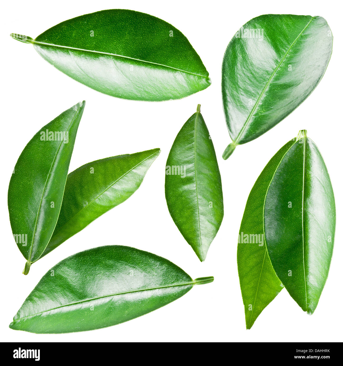 Citrus leaves isolated on a white background Stock Photo - Alamy