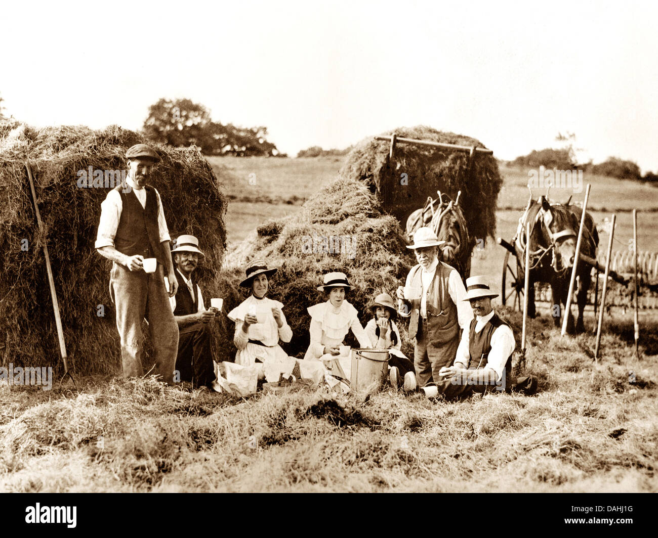 Haymaking early 1900s Stock Photo - Alamy